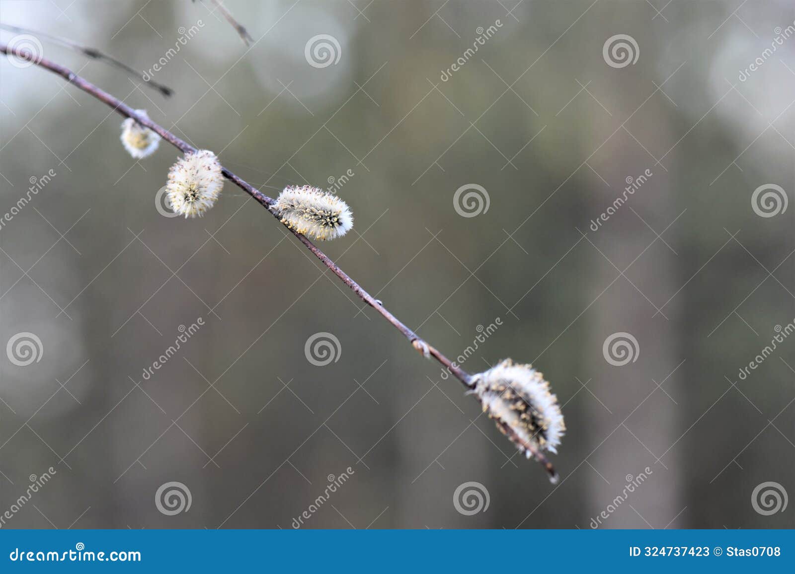 Willow Tree Bloom. Branch with Buds of a Willow Close Up Stock Image ...
