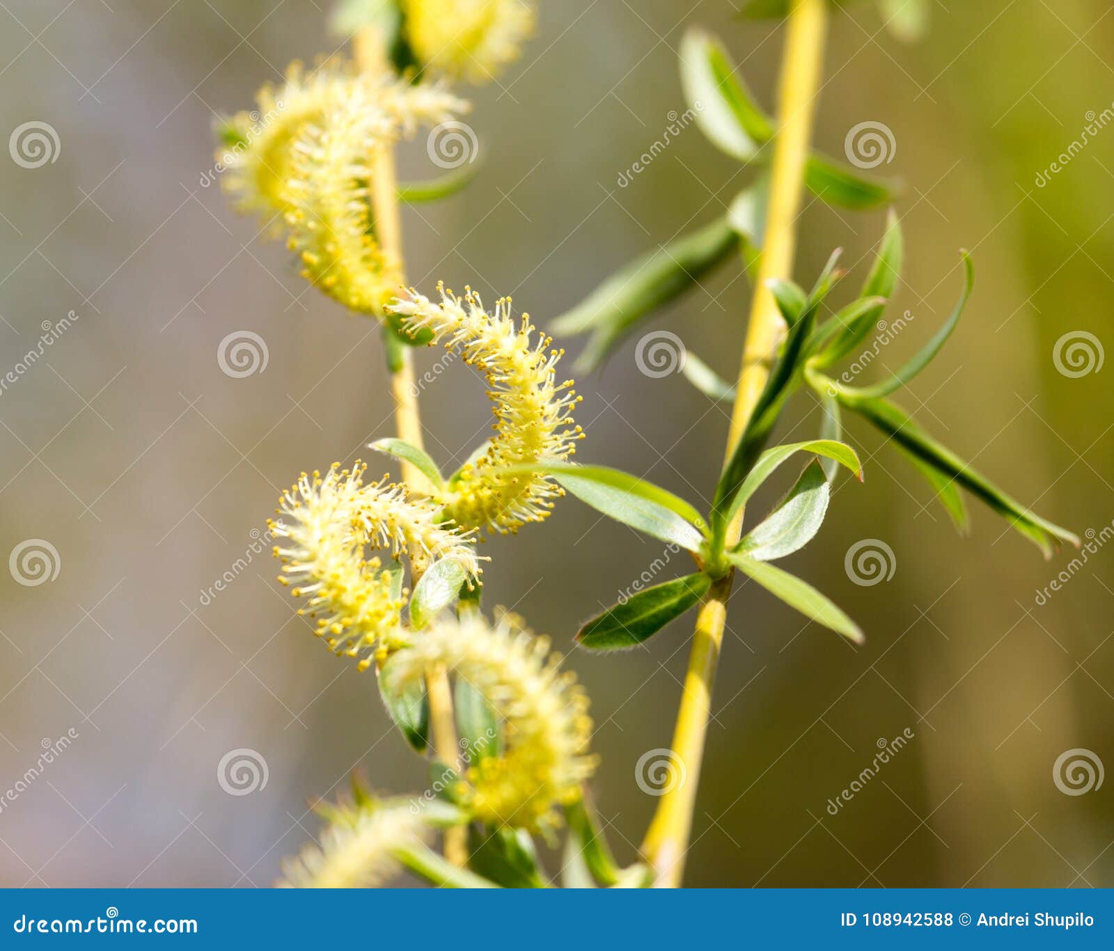 Willow Tree in Bloom on Nature Stock Photo - Image of branch, public ...