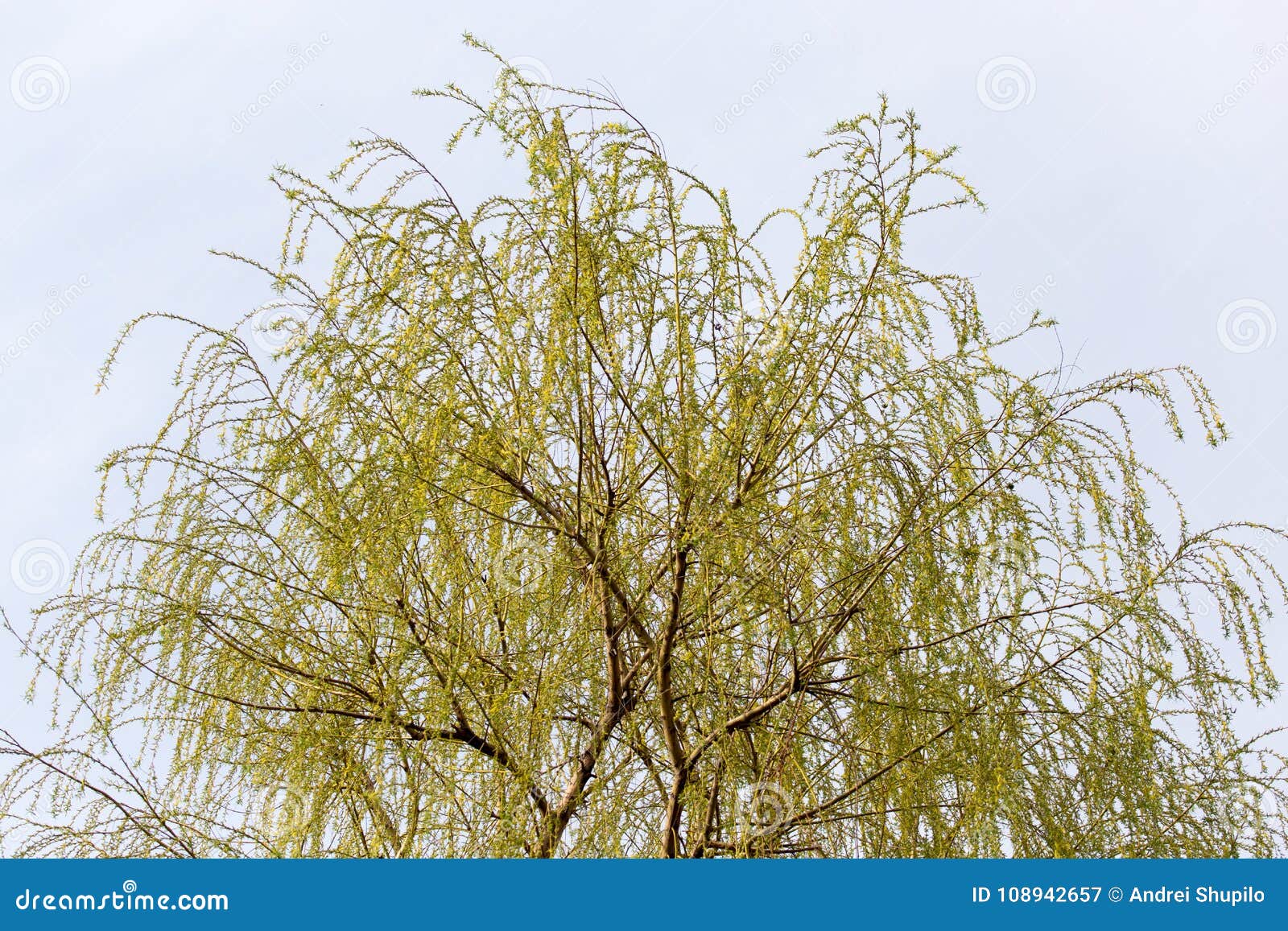 Willow Tree in Bloom on Nature Stock Image - Image of silhouette, grass ...