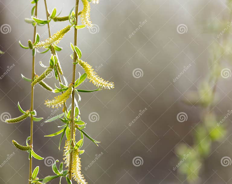 Willow Tree in Bloom on Nature Stock Photo - Image of fairy, forest ...