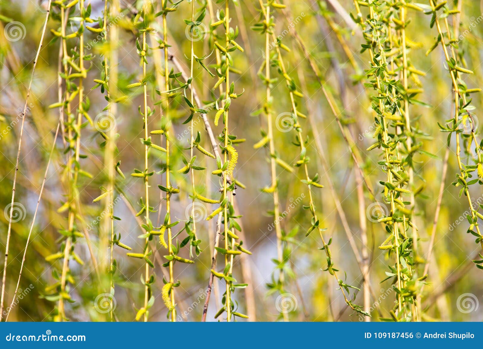 Willow Tree in Bloom on Nature Stock Photo - Image of salix, lush ...