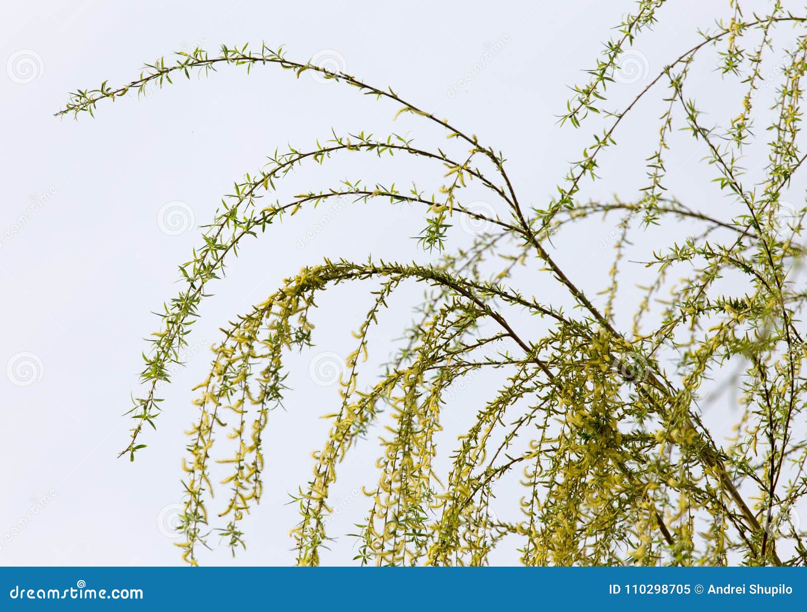 Willow Tree in Bloom on Nature Stock Image - Image of beauty ...