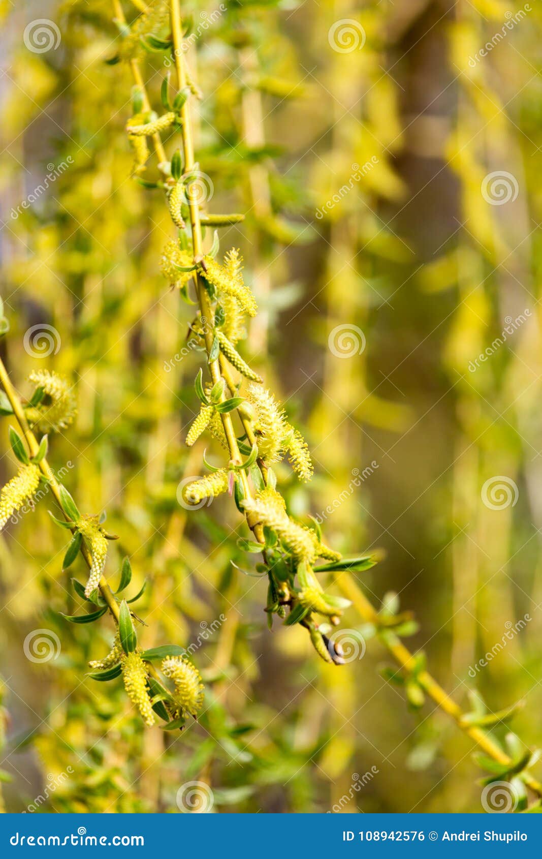 Willow Tree in Bloom on Nature Stock Photo - Image of outdoors, salix ...