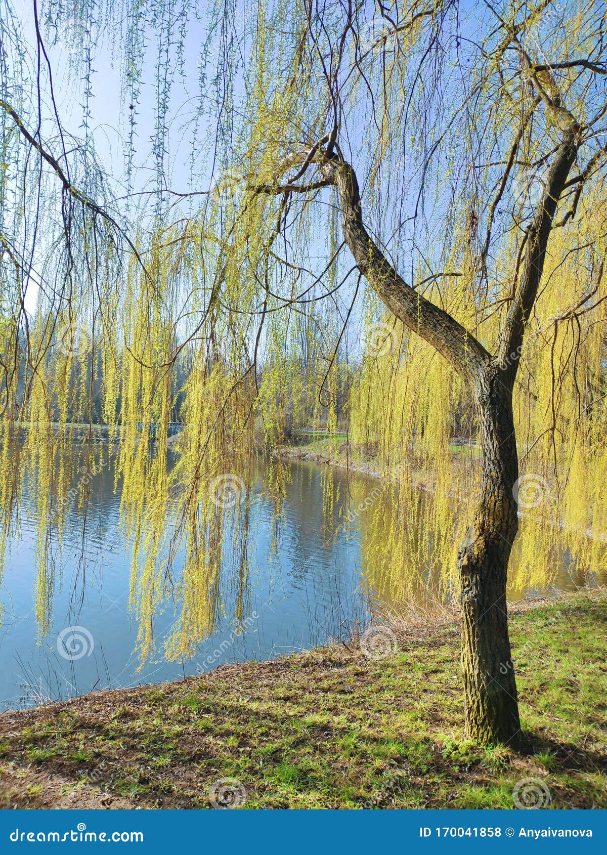 Willow Tree in Bloom with Young Spring Leaves by the Calm Lake on a ...