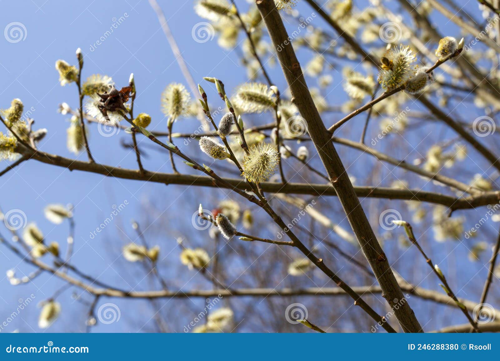 A Willow Tree Blooming in the Spring Season Stock Photo - Image of park ...