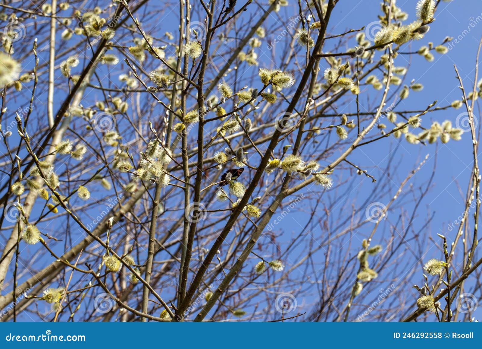 A Willow Tree Blooming in the Spring Season Stock Photo - Image of leaf ...