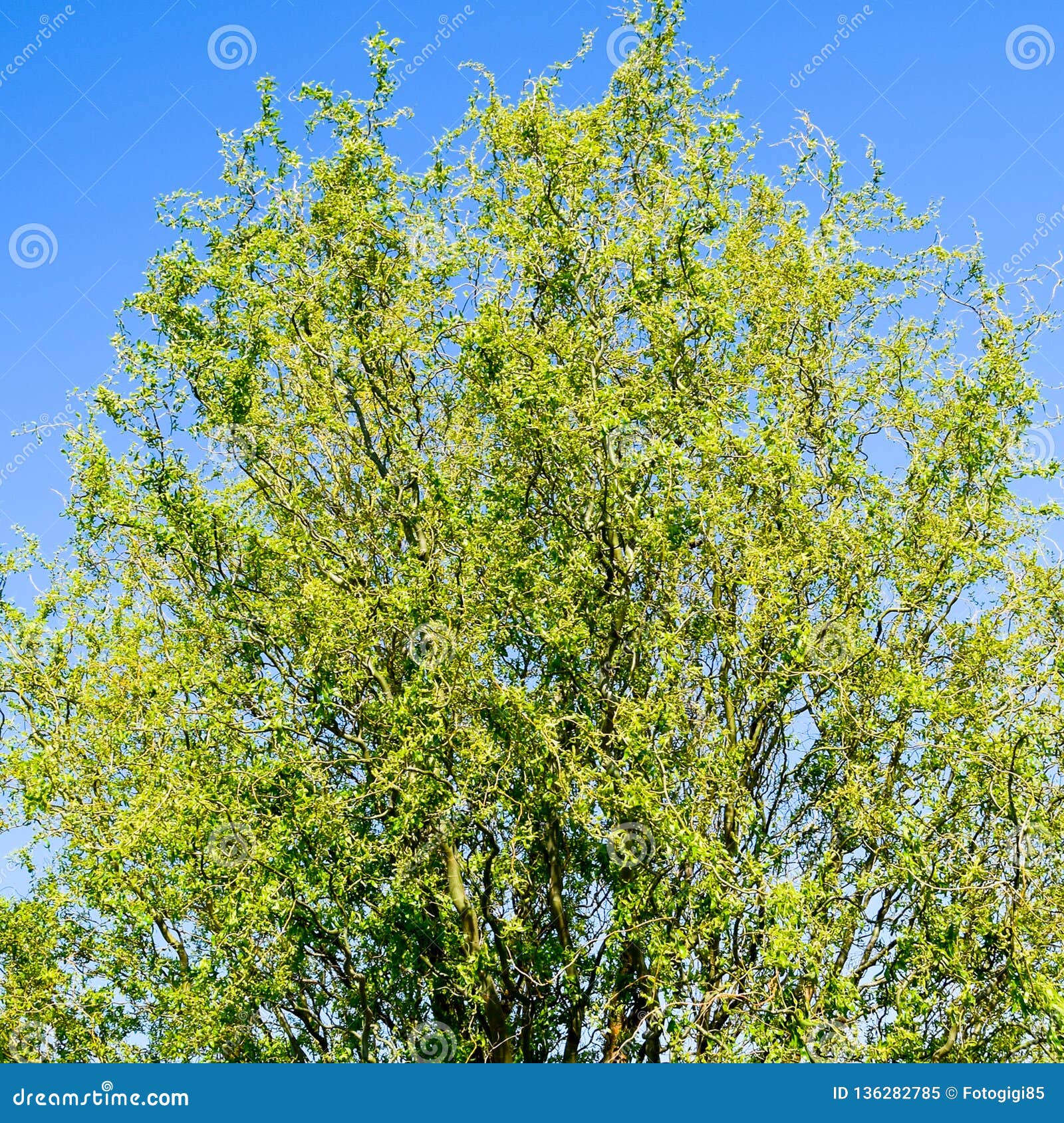 Willow Tree. a Blossoming and Blooming Willow Tree in the Spring Stock ...