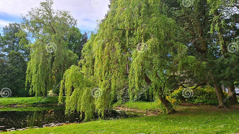 The Willow Tree Bowed Its Branches To the Surface of the Pond Water ...