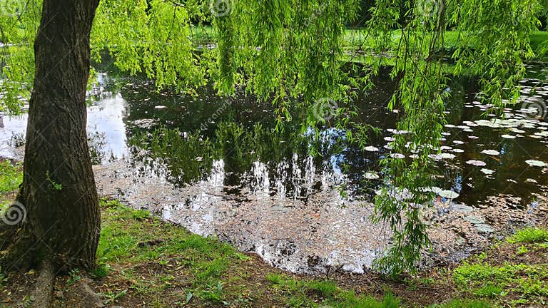 The Willow Tree Bowed Its Branches To the Surface of the Pond Water ...