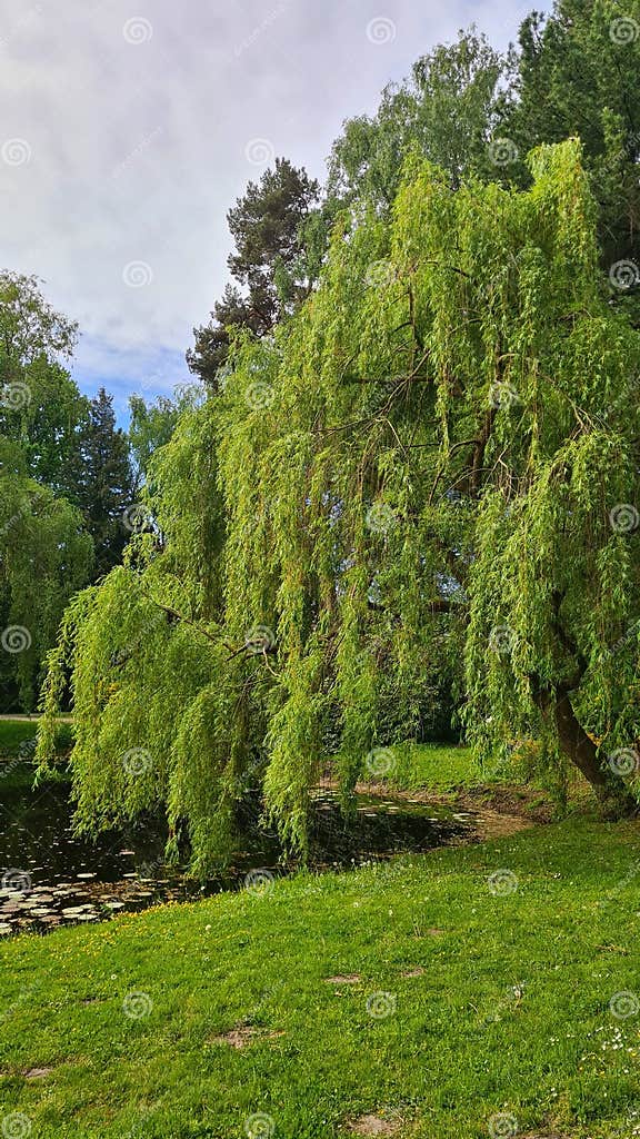 The Willow Tree Bowed Its Branches To the Surface of the Pond Water ...