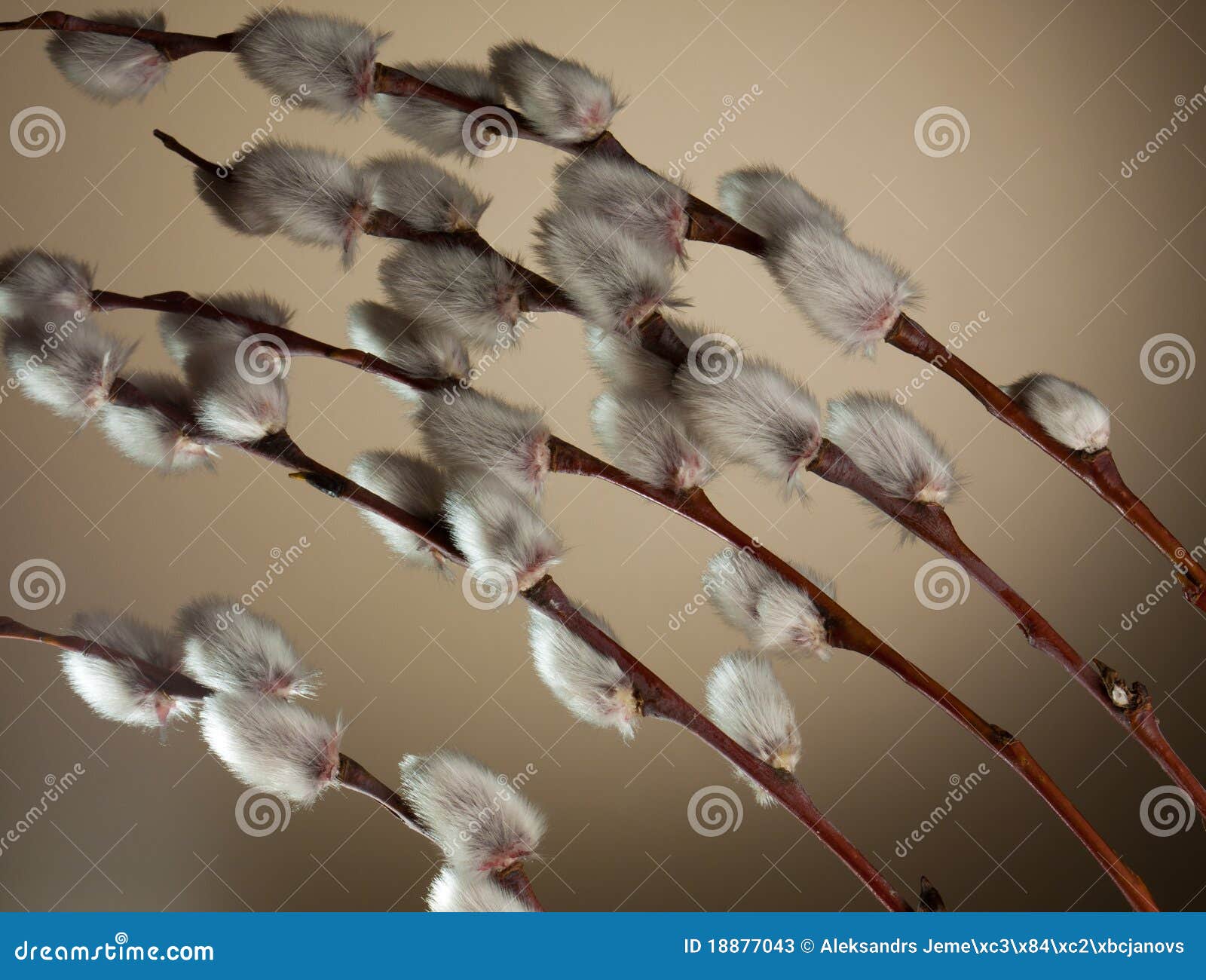 Willow tree branch stock image. Image of refreshing, young - 18877043