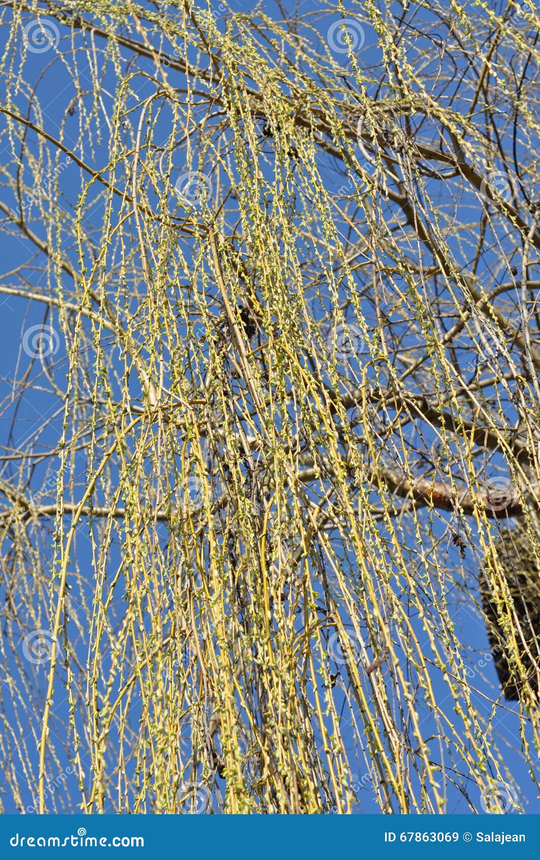 Willow Tree Branch in the Spring Stock Image - Image of flora ...