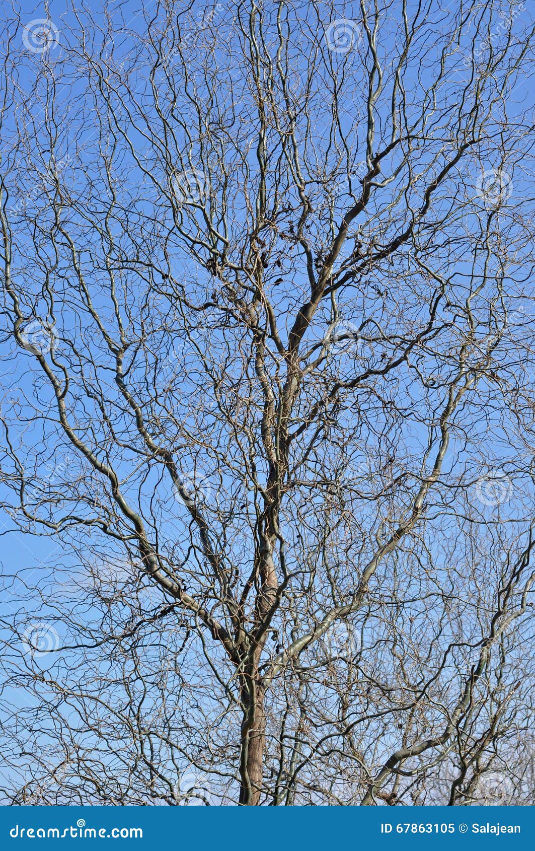 Willow Tree Branch in the Spring Stock Image - Image of growth ...