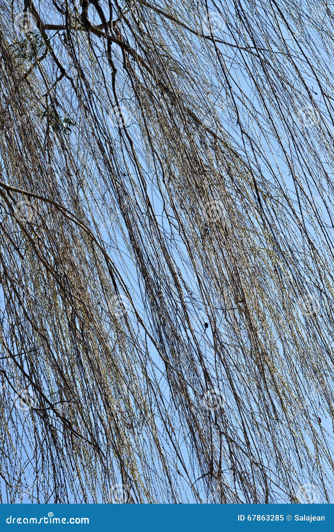 Willow Tree Branch in the Spring Stock Image - Image of plant, natural ...