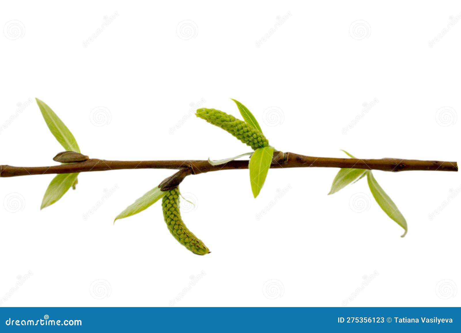 Willow Tree Branch with Young Leaves and Flowers Isolated. Spring View ...