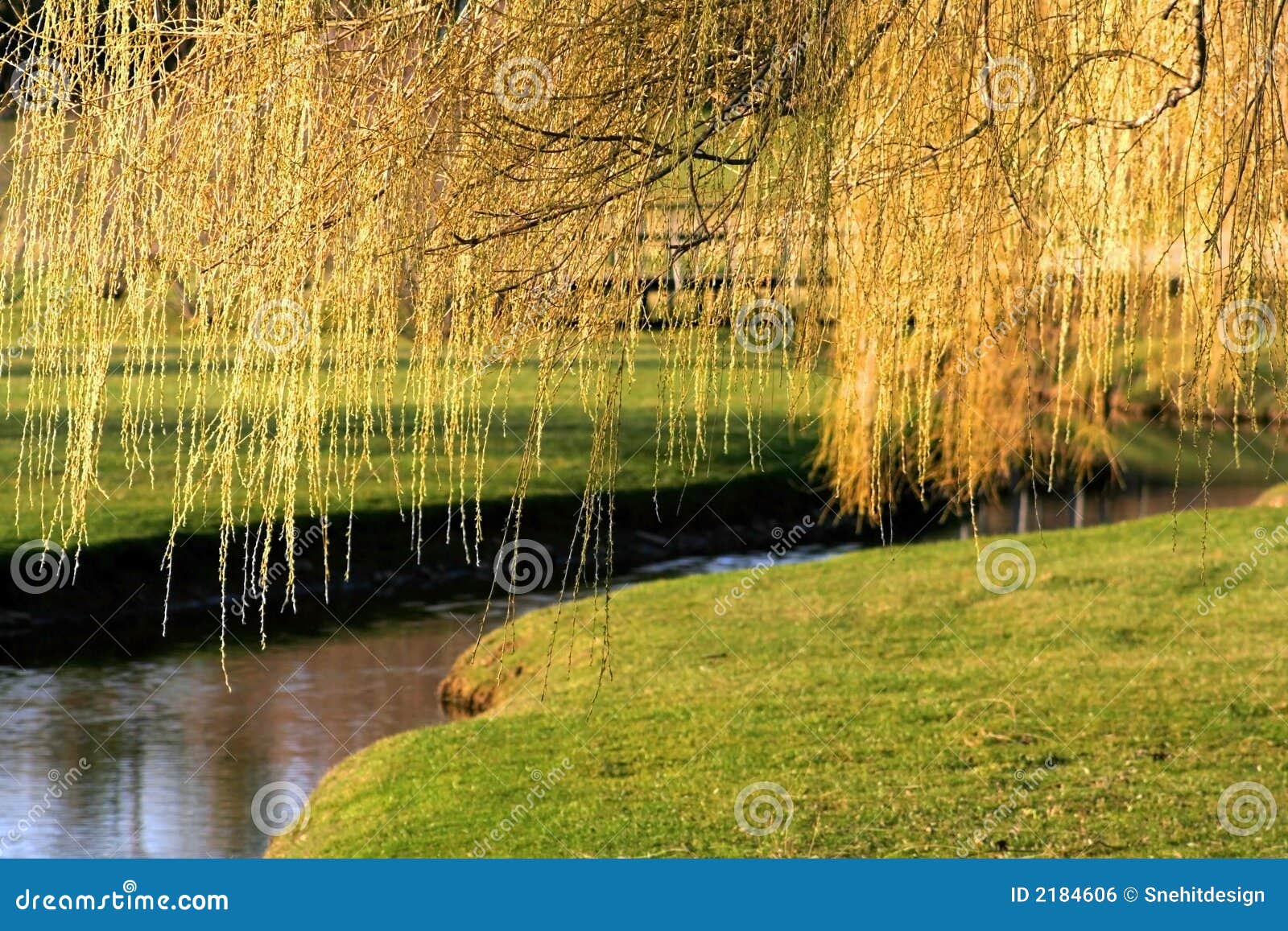Willow tree branches stock photo. Image of dark, cloud - 2184606