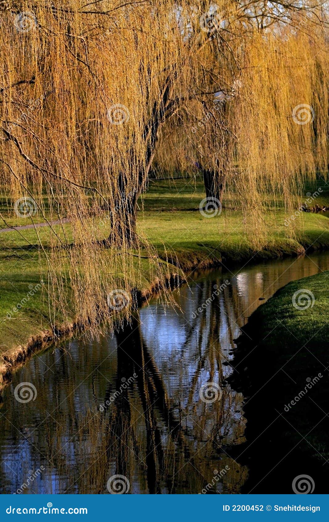 Willow tree branches stock photo. Image of blue, bavaria - 2200452