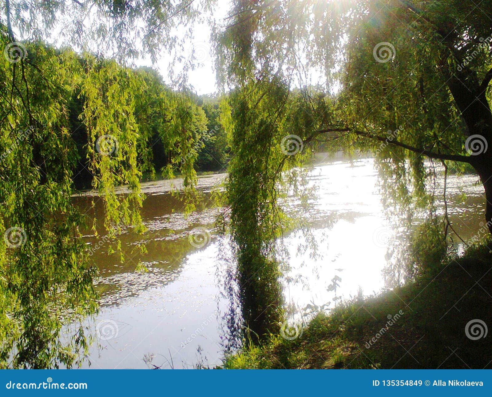 Willow Tree Branches Hanging Over the Lake Stock Image - Image of ...