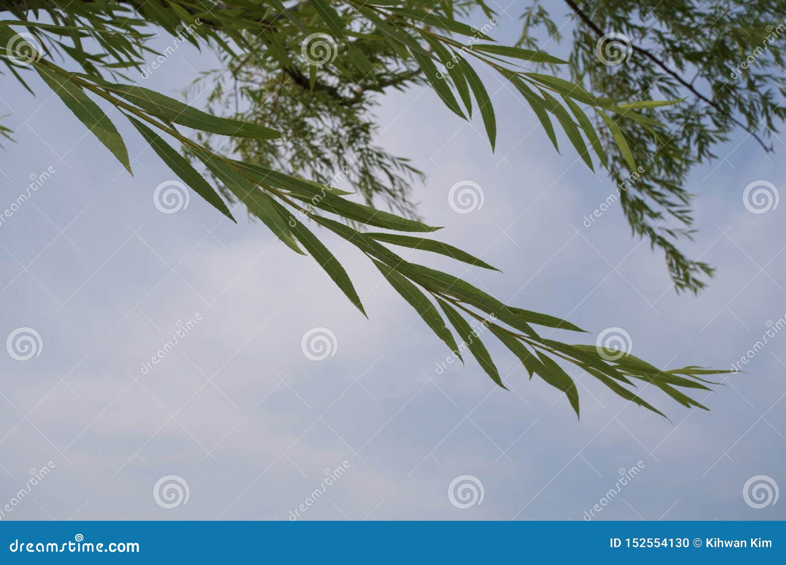 Willow Tree Branches and Leaves in the Wind. Stock Photo - Image of ...