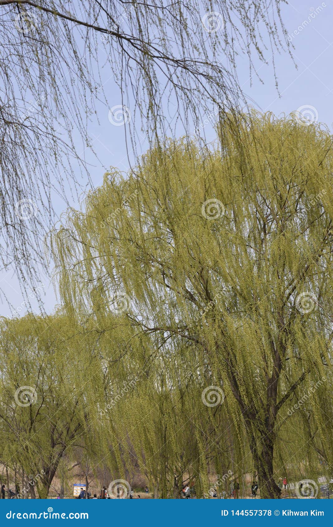 Willow Tree Branches Sprouting Leaves and Flowers Stock Photo - Image ...