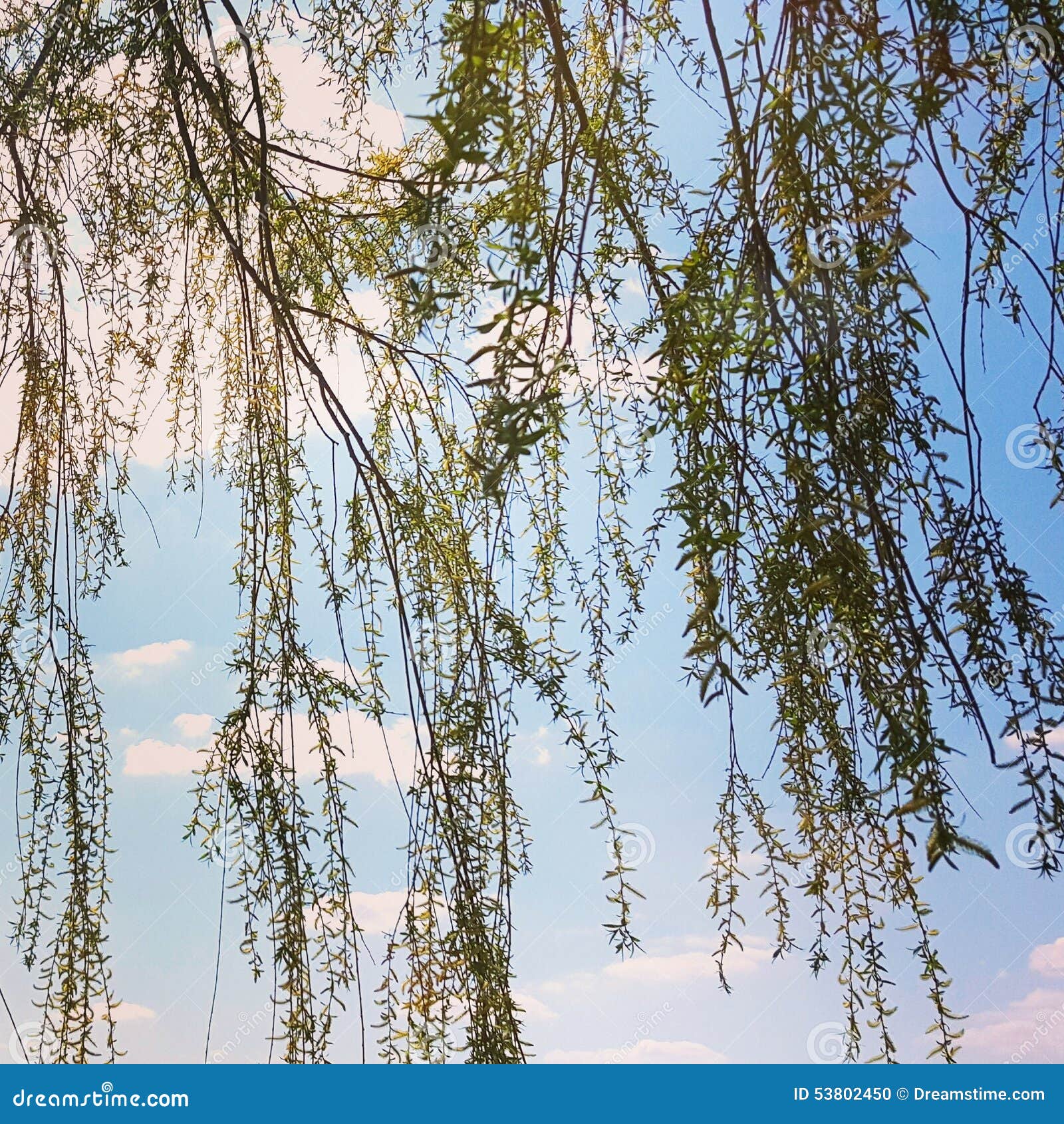 Willow tree branches stock photo. Image of branches, nature - 53802450