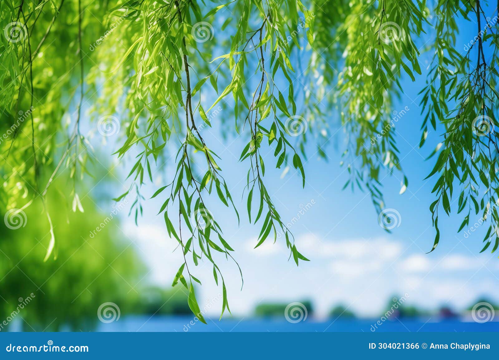 Willow Tree Branches Swaying Over Clear Blue Sky Backdrop Stock Photo ...