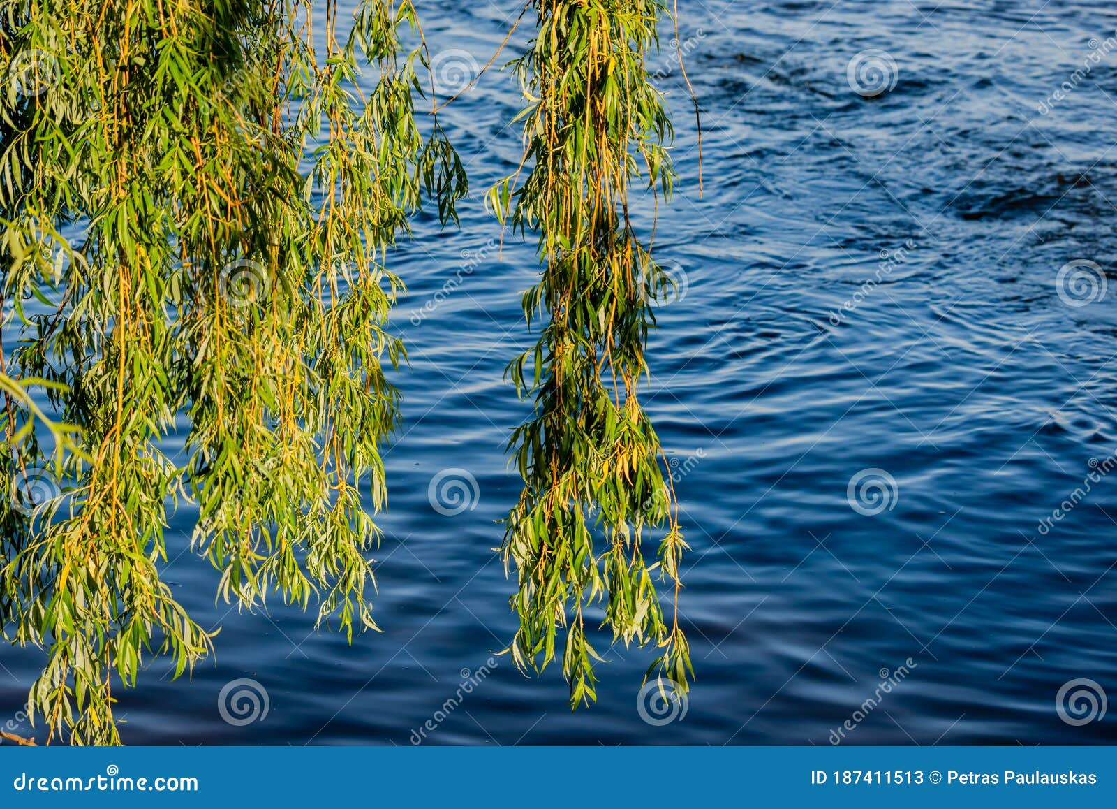 Willow Tree Branches in the Water Background Stock Image - Image of ...