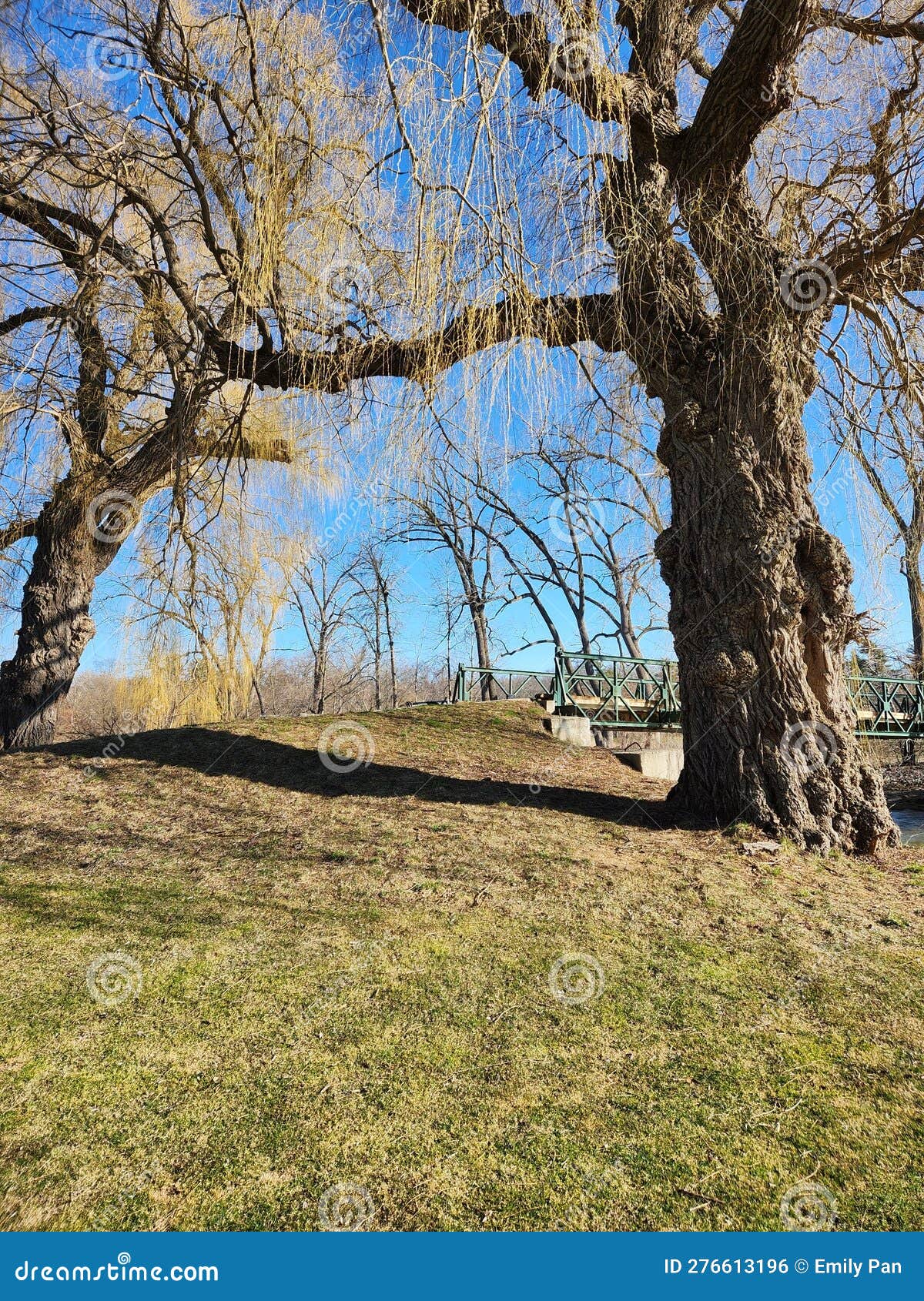 Willow Tree Bridge stock photo. Image of autumn, nature - 276613196
