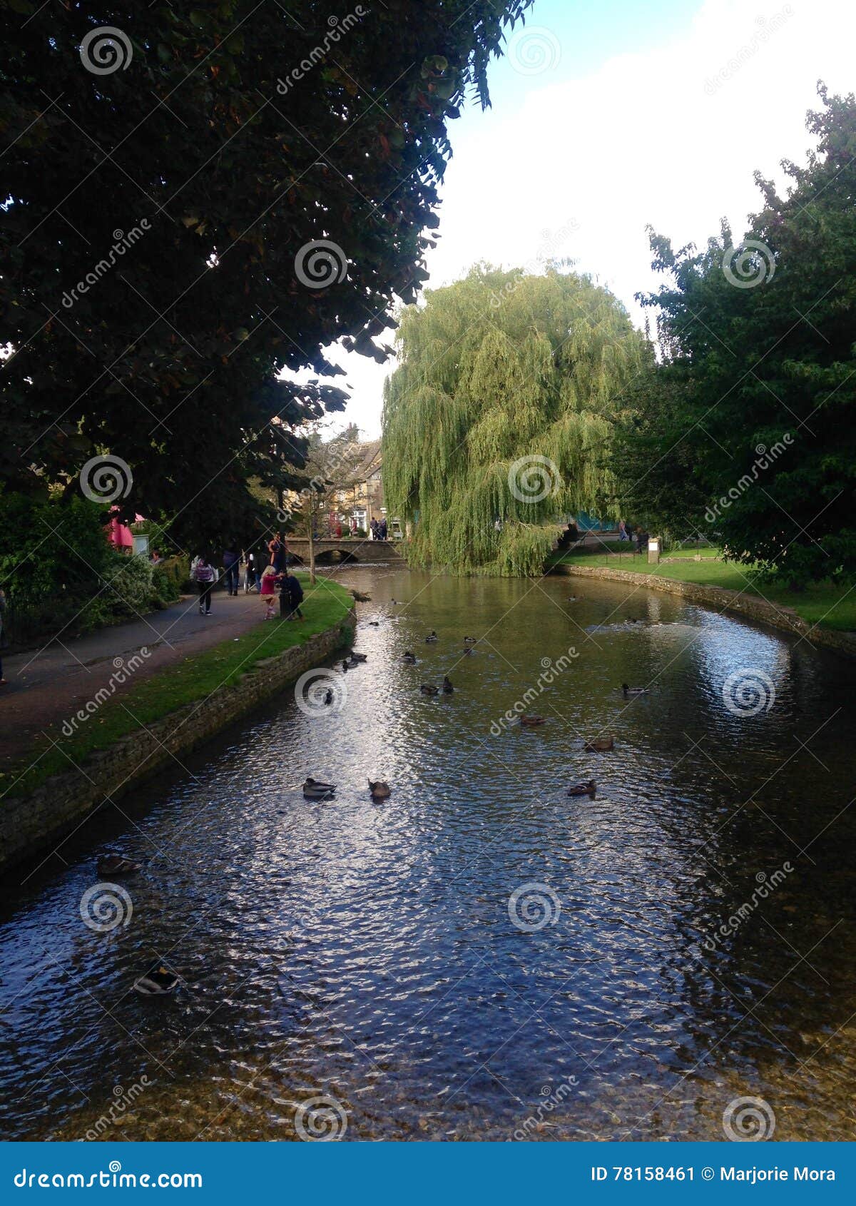 Willow tree stock image. Image of river, bridge, willow - 78158461