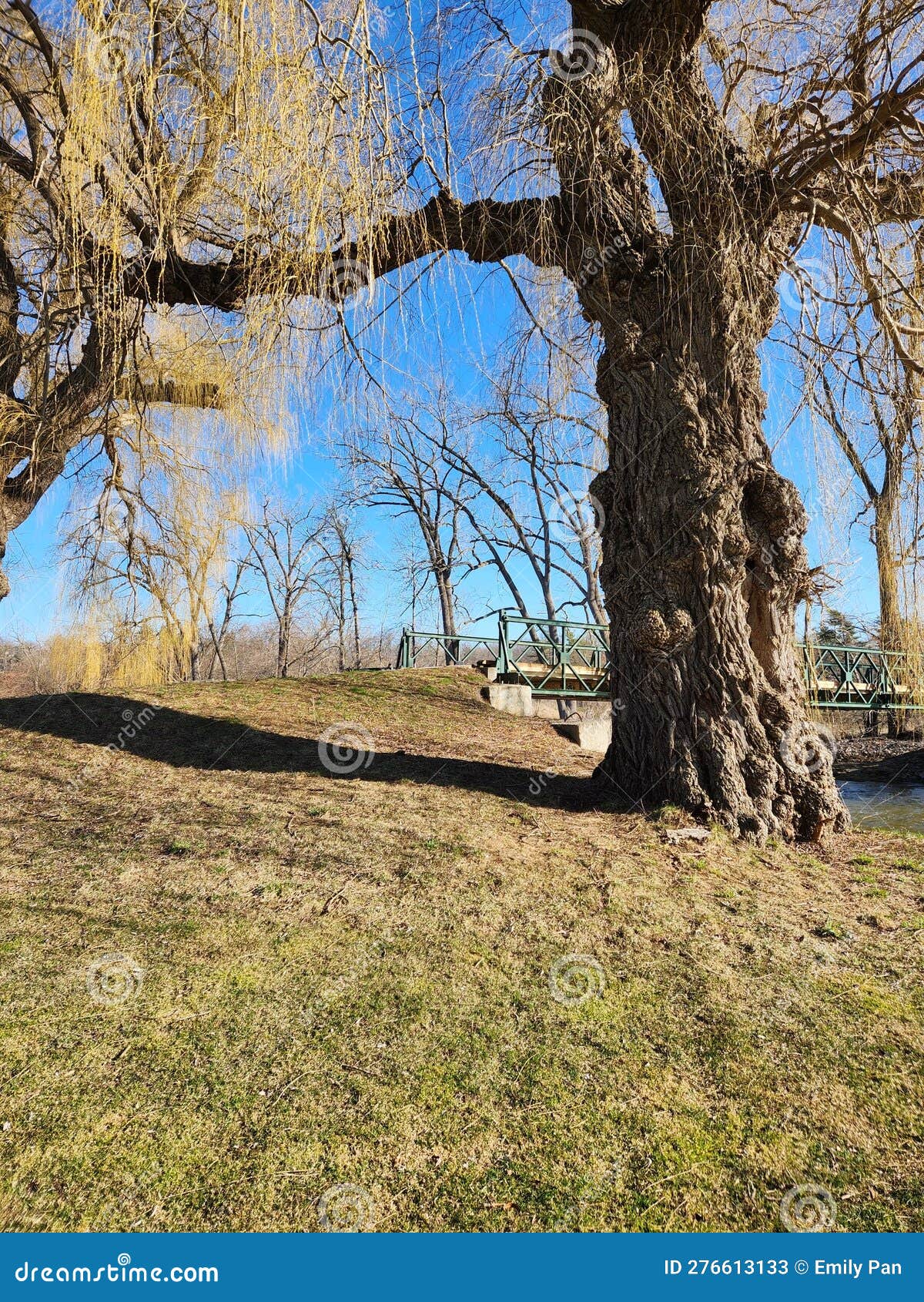 Willow Tree Bridge River stock image. Image of nature - 276613133