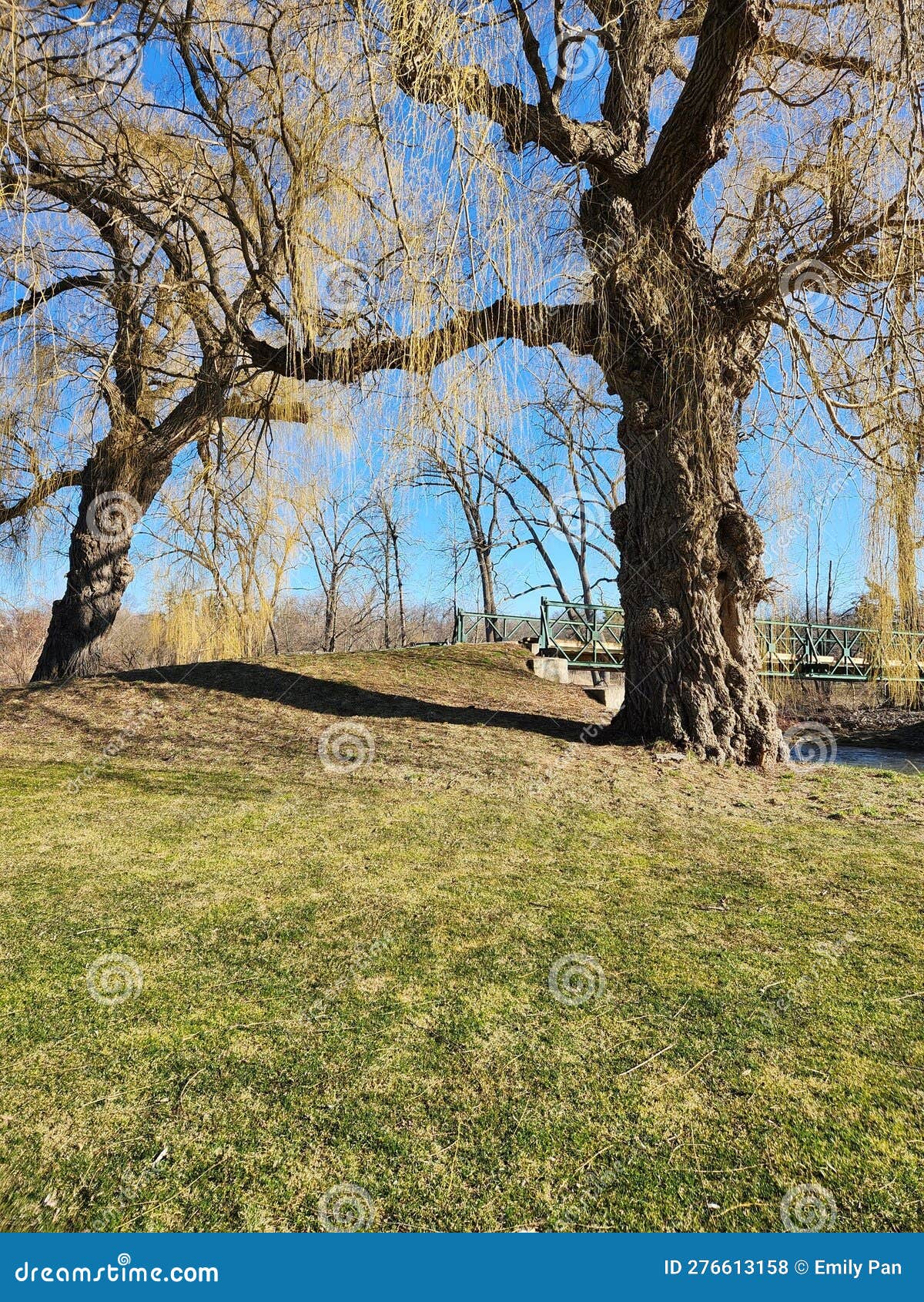 Willow Tree Bridge River stock photo. Image of willow - 276613158