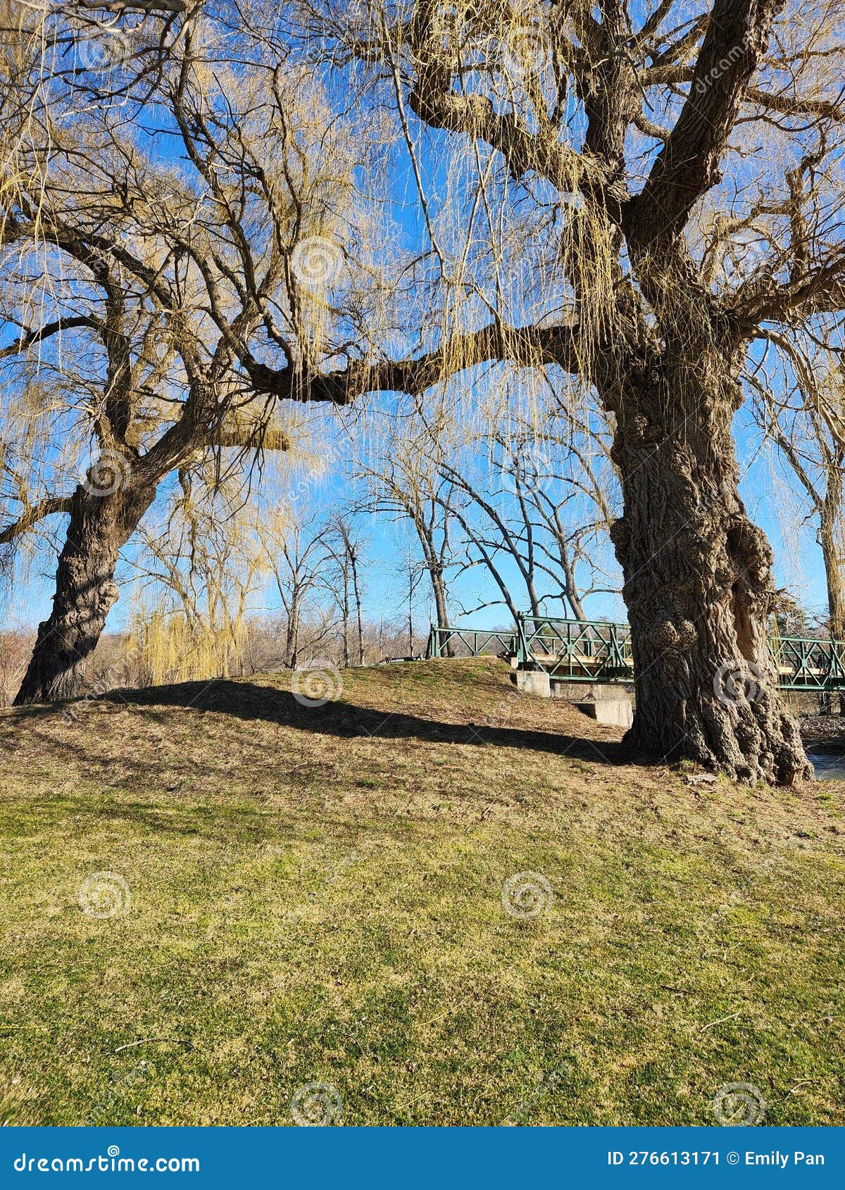 Willow Tree Bridge stock image. Image of deciduous, woodland - 276613171