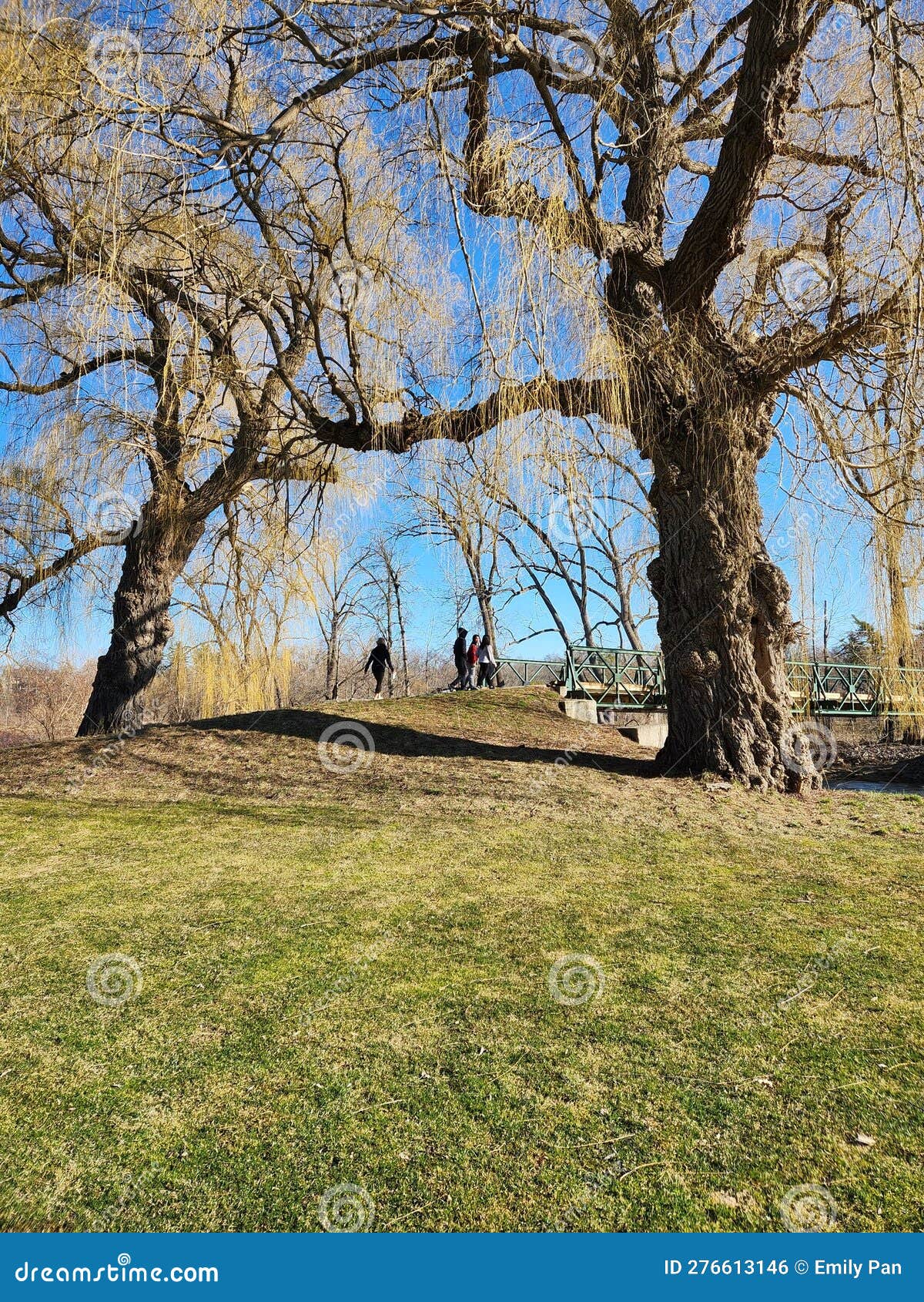 Willow Tree Bridge River stock photo. Image of woodland - 276613146