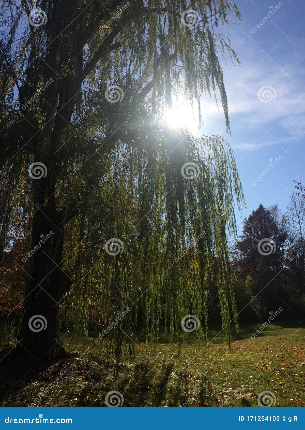 Willow stock image. Image of willow, tree, vivid, bright - 171254105
