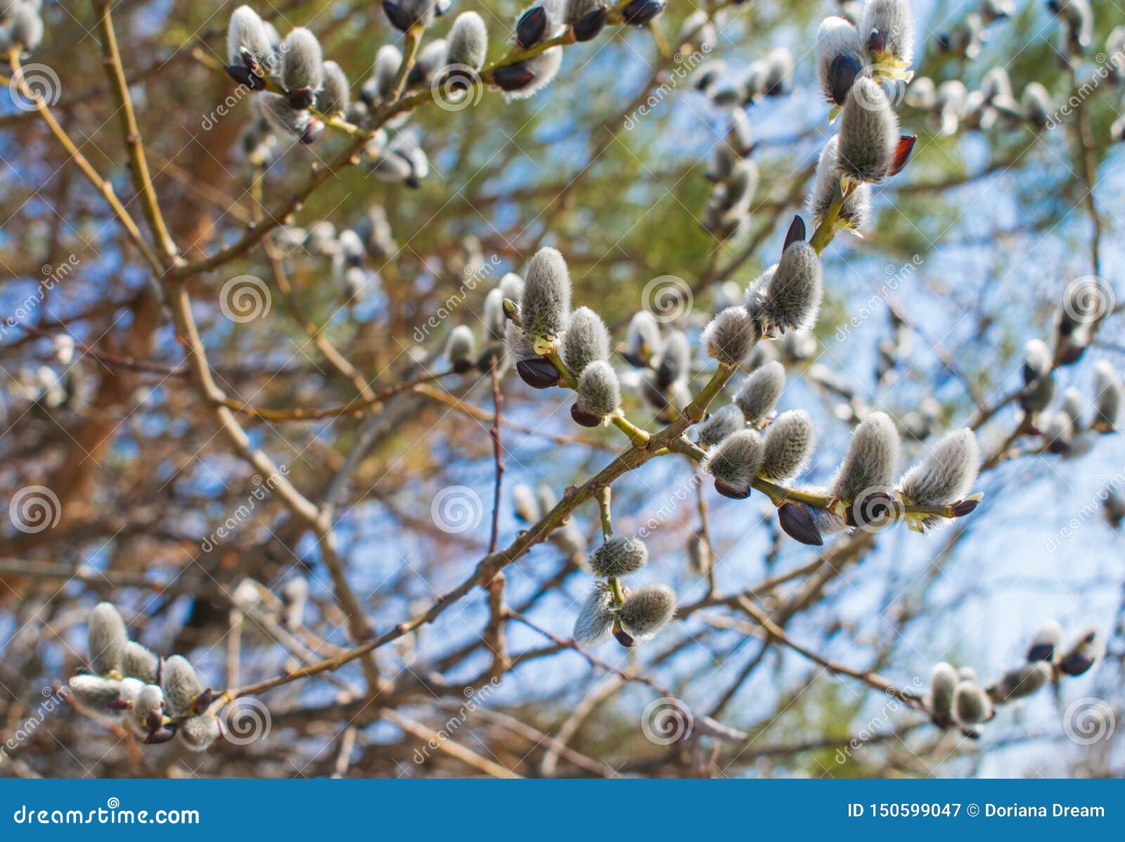 Willow Tree, Buds in Spring Stock Image - Image of wildflower, white ...