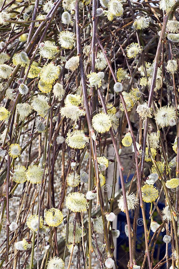 Willow tree buds stock photo. Image of background, bright - 113245214