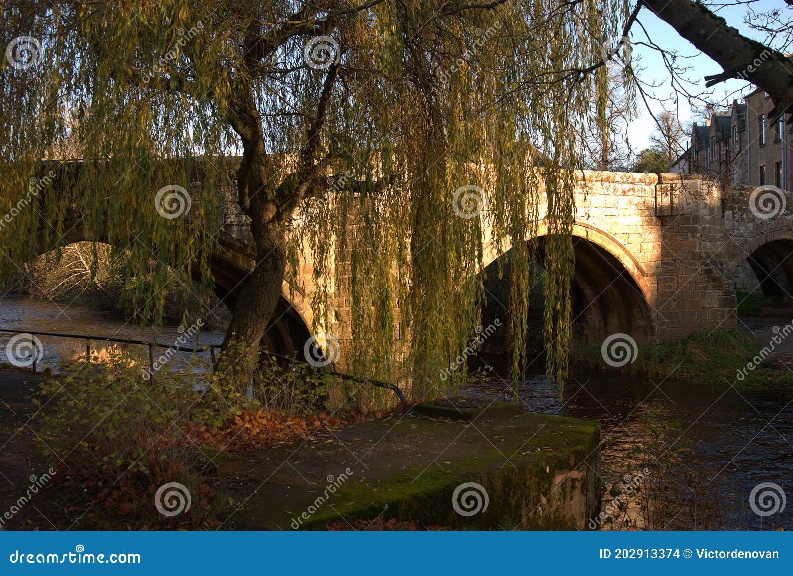 Willow Tree at Canongate Bridge on Jed Water in Jedburgh Stock Photo ...