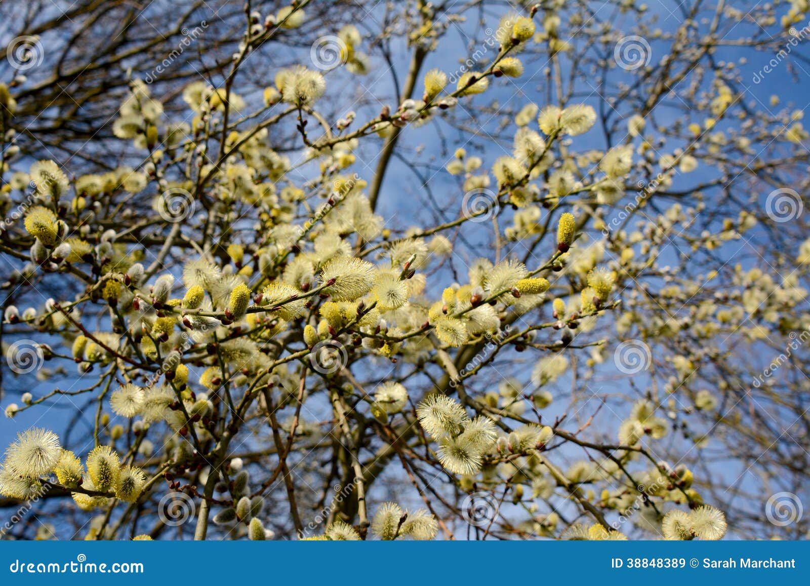 Willow tree catkins stock image. Image of outside, willow - 38848389