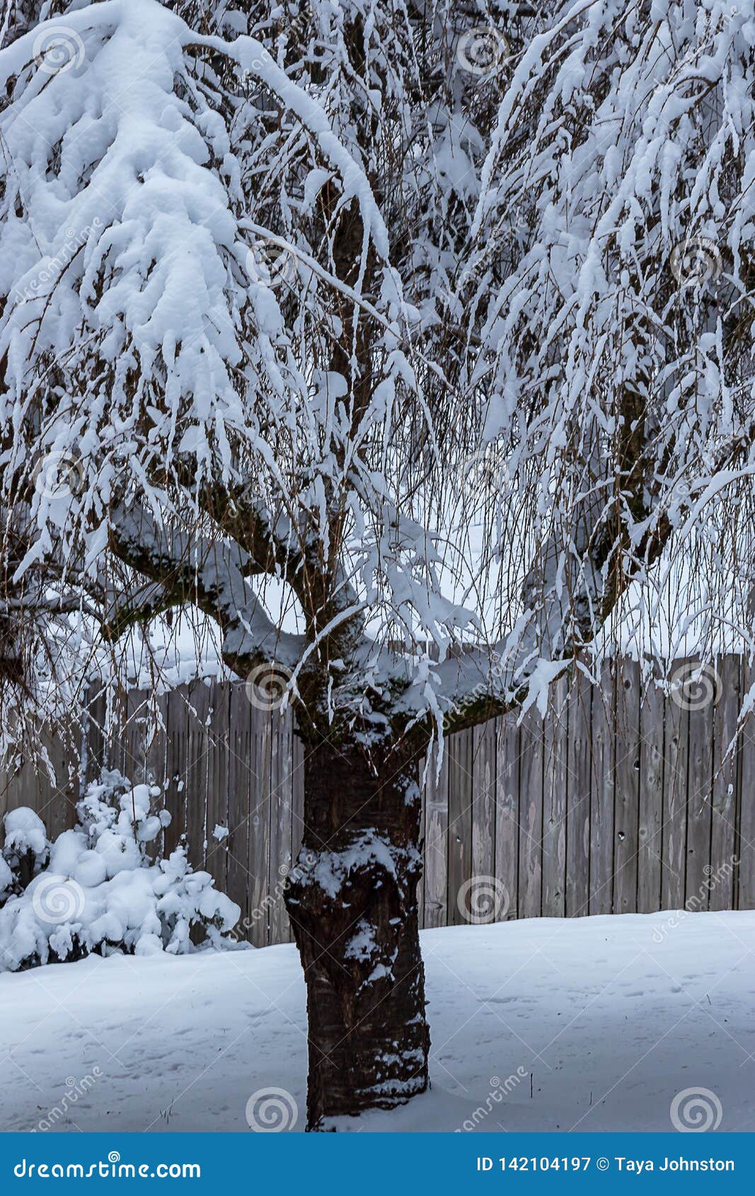 Willow Tree Covered in Fluffy White Snow in Winter Stock Image - Image ...