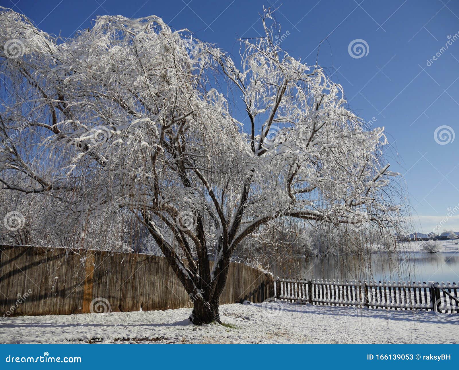 Willow Tree Covered with Ice and Snow in Winter Stock Image - Image of ...
