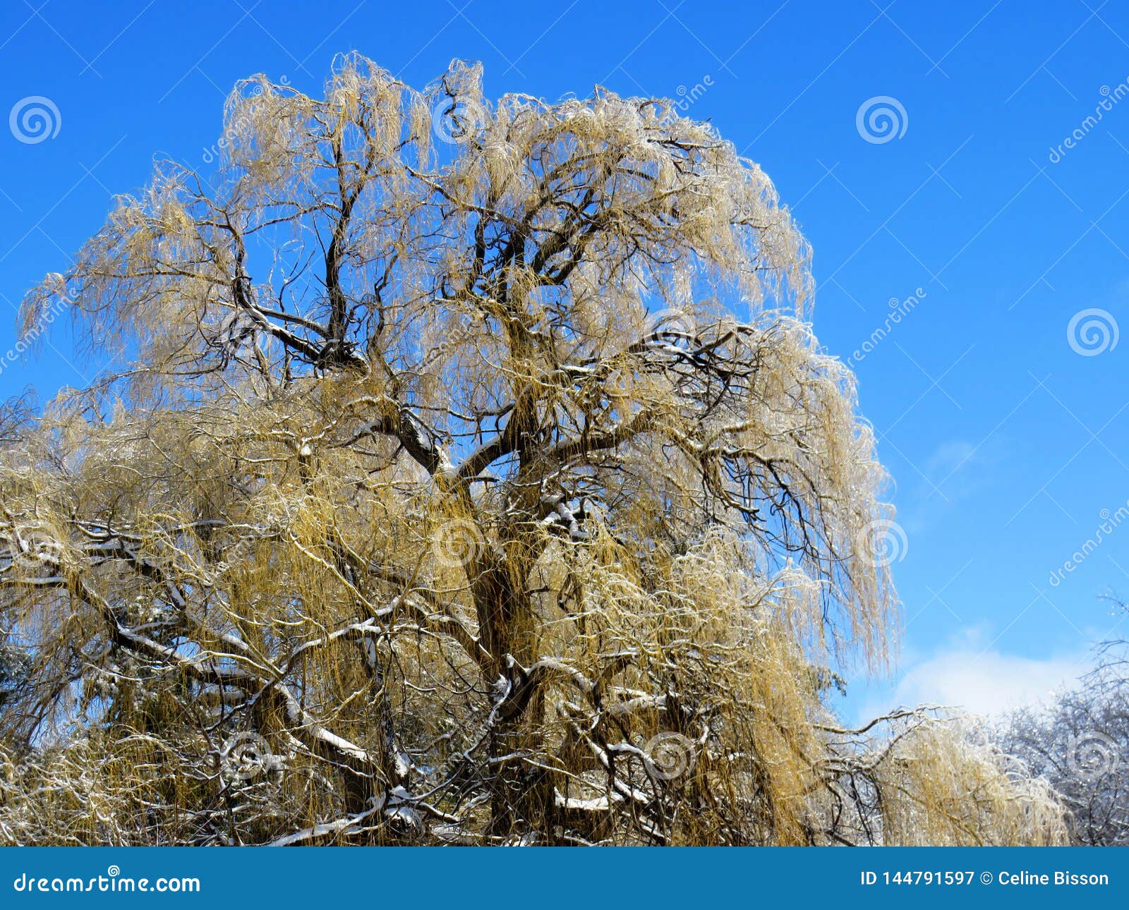 Willow Tree Covered of Ice Sparkling with a Blue Sky Stock Image ...