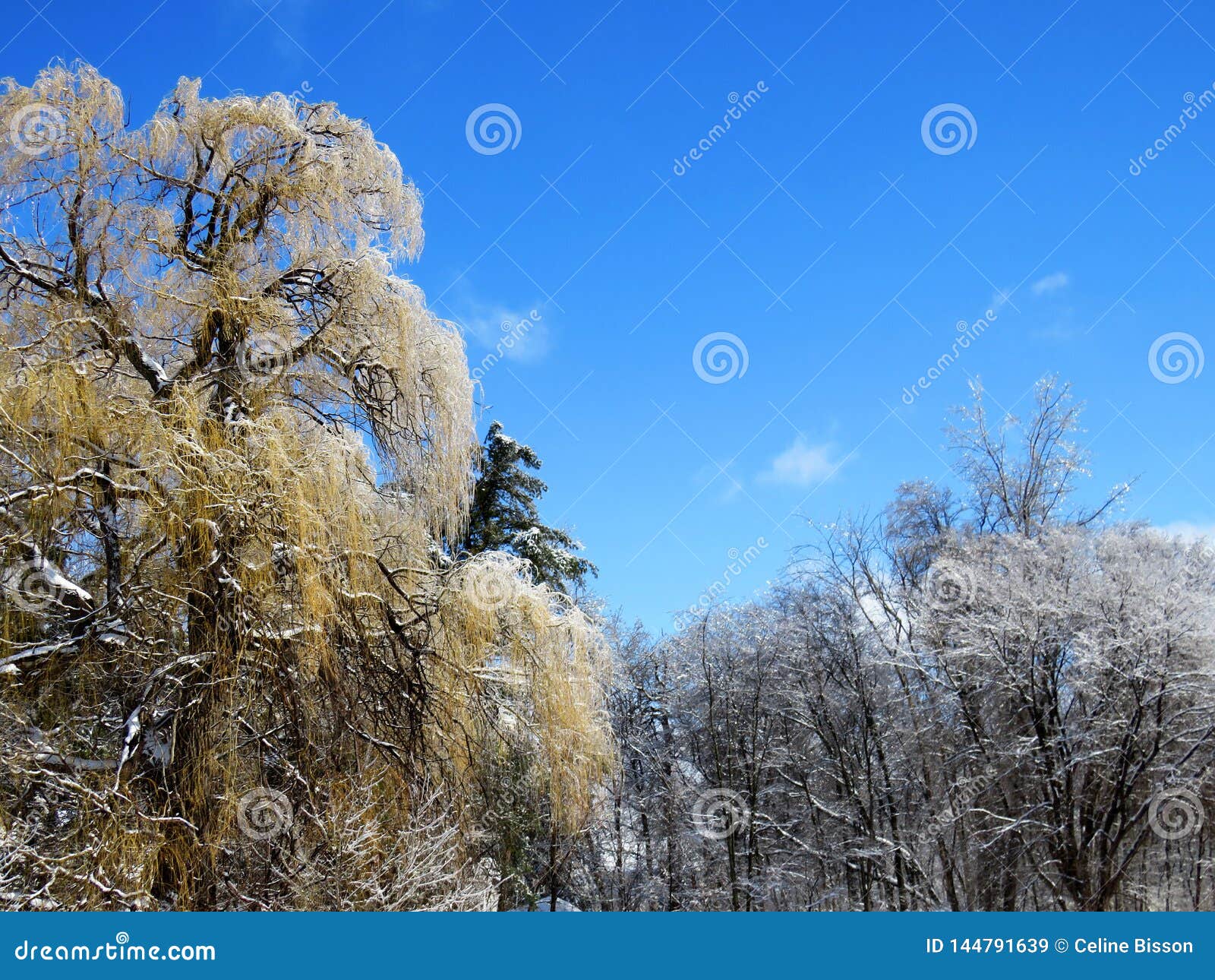 Willow Tree Covered of Ice Sparkling and a Blue Sky Stock Image - Image ...