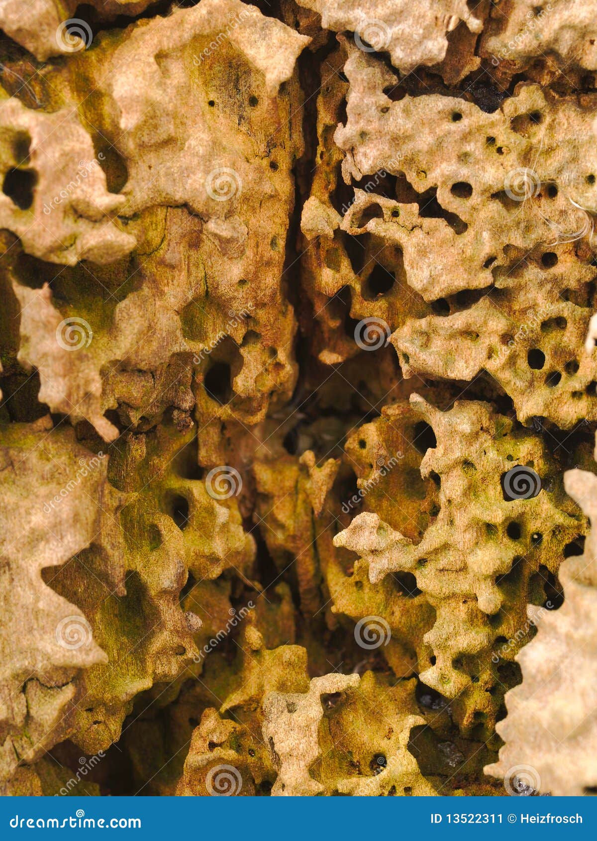 Willow tree detail stock image. Image of bark, decay - 13522311