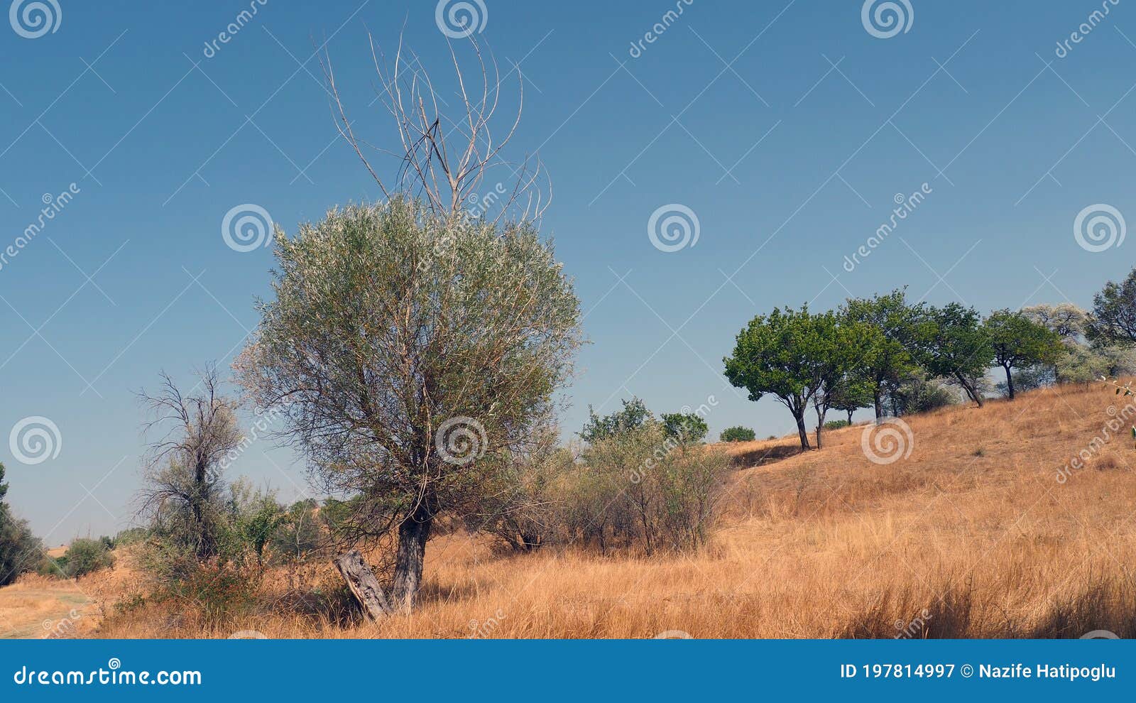 Willow Tree that Does Not Give Up Trying To Live Stock Image - Image of ...