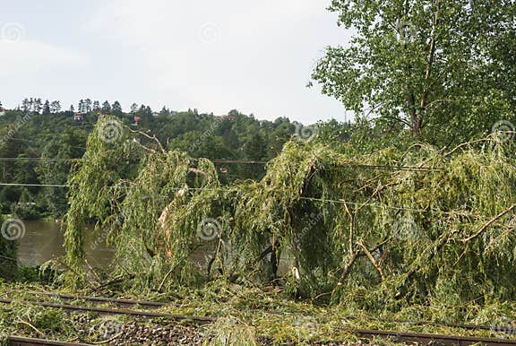 Willow Tree Fell on a Railway Track Stock Photo - Image of truck ...