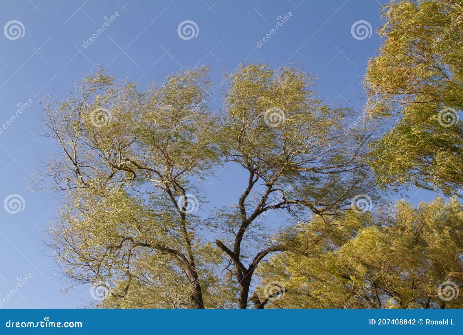 Willow Tree Flowing by Wind in Fall Stock Photo - Image of branch, leaf ...