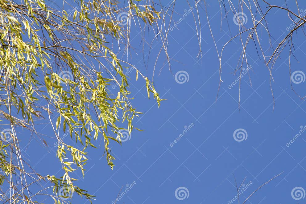 Willow Tree Flowing by Wind in Fall Stock Image - Image of covered ...