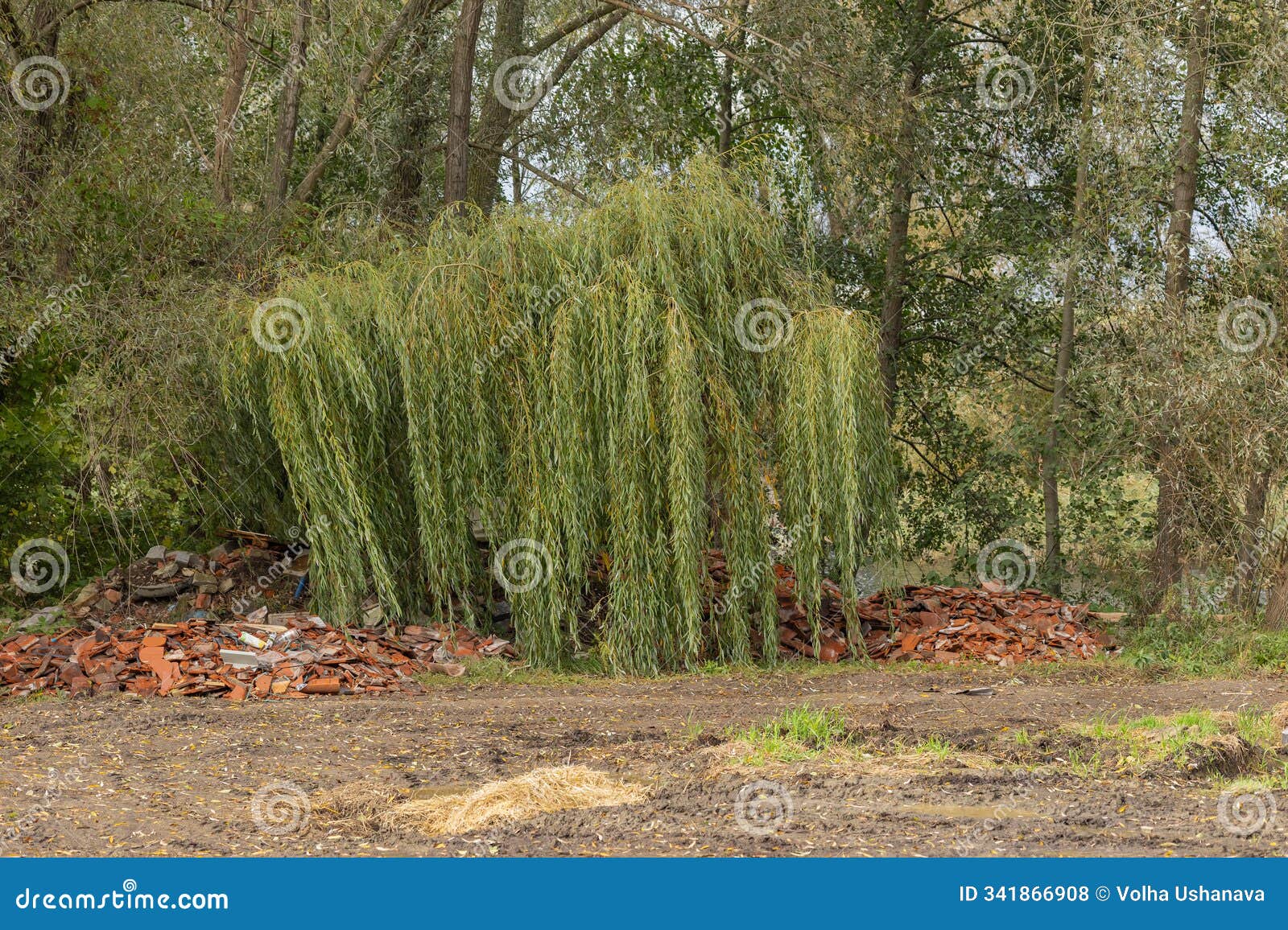 Willow Tree in Forest with Pile of Broken Bricks on Ground on Cloudy ...