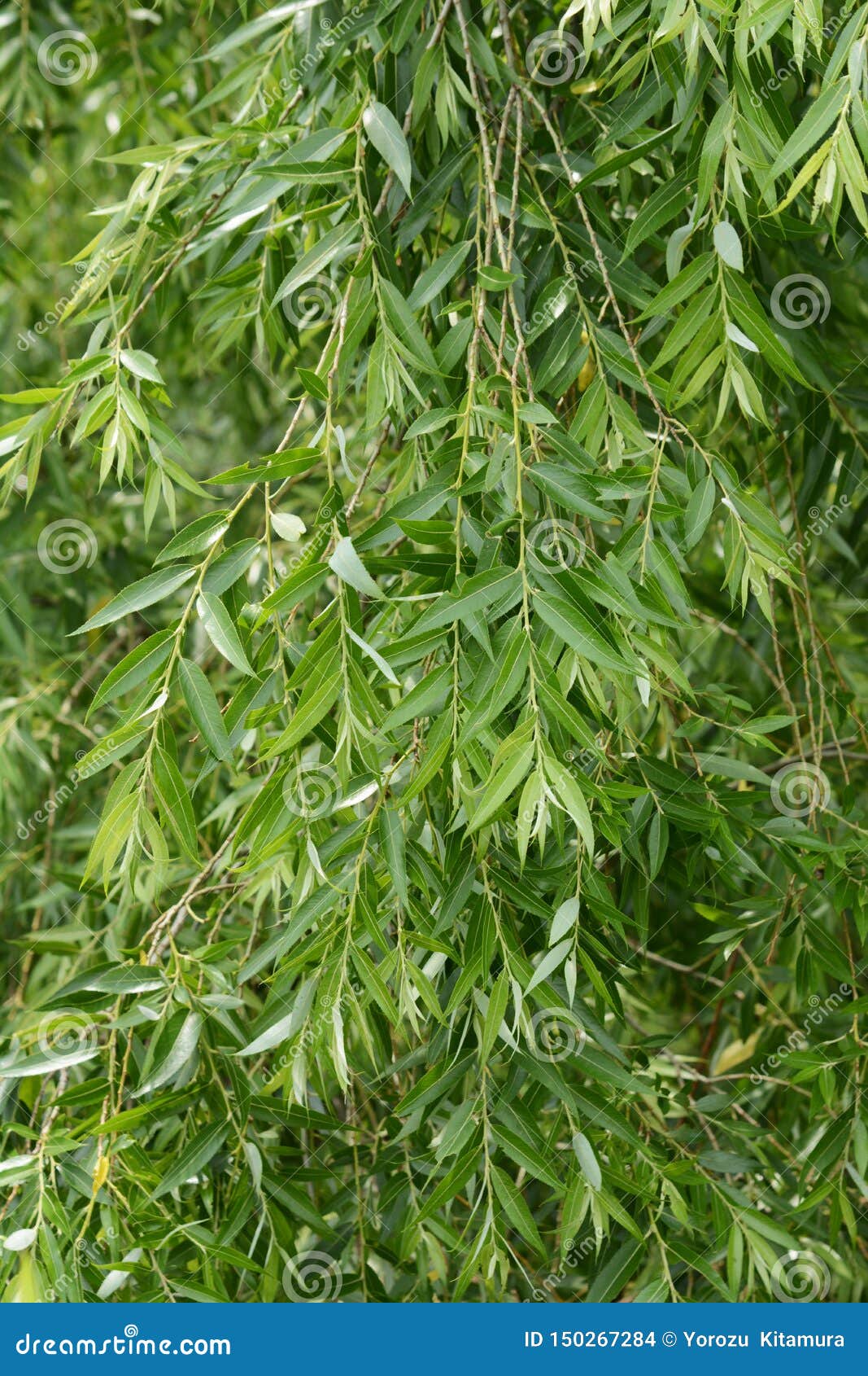 Willow tree fresh green stock photo. Image of branch - 150267284