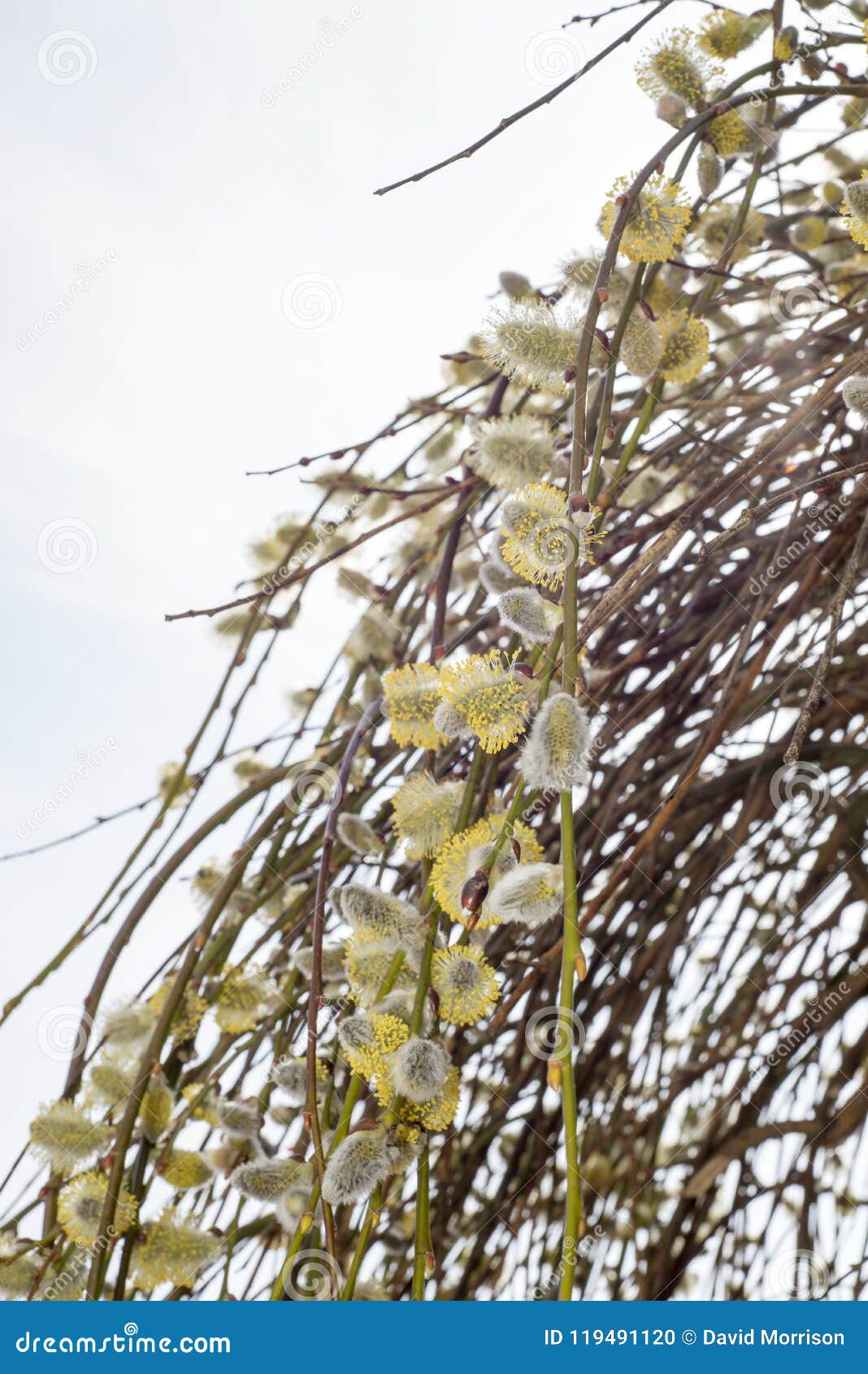 Willow tree in bloom stock photo. Image of natural, botany - 119491120